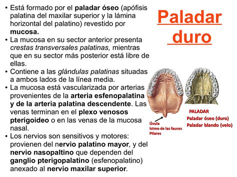 Anatomía Del Paladar Duro Bultos En El Paladar ¿a Qué Pueden