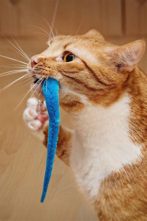 Why Do Cats Carry Things In Their Mouths Petskb