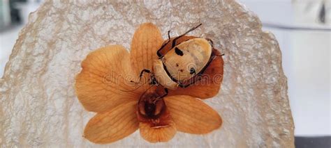 Man Faced Stink Bug Pelidnota Punctata Stock Image Image Of Moth Wood 360262355