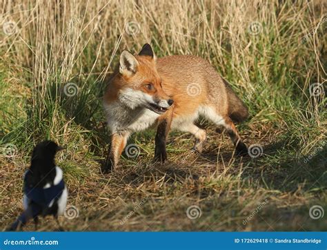 A Magnificent Hunting Wild Red Fox Vulpes Vulpes Standing In A Meadow