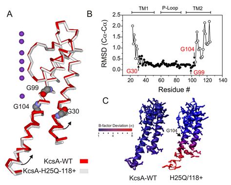 X Ray Structure Of H25qe118 A Structural Alignment Of Wt Kcsa