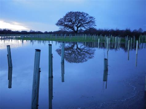 Is It As Simple As Planting Trees To Reduce Flood Risk Sussex