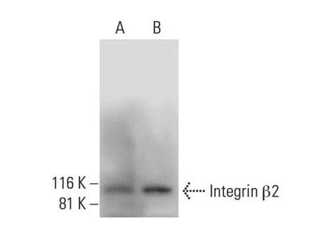 Integrin β2itgb2cd18抗体 H 7 Scbt Santa Cruz Biotechnology