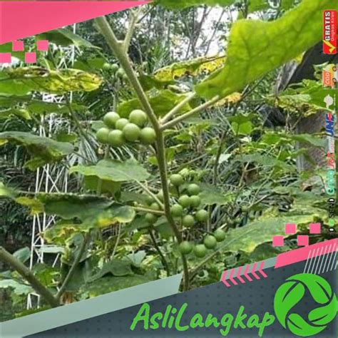 Jual Buah Tekokak Cepokak Segar 500gram Shopee Indonesia