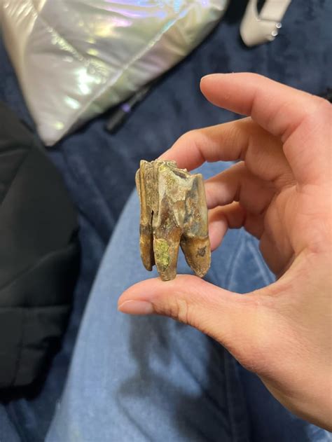 Dino Tooth R Whatsthisrock