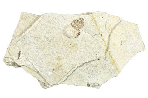 8 Fossil Gastropod Viviparus In Rock Wyoming 292253 For Sale