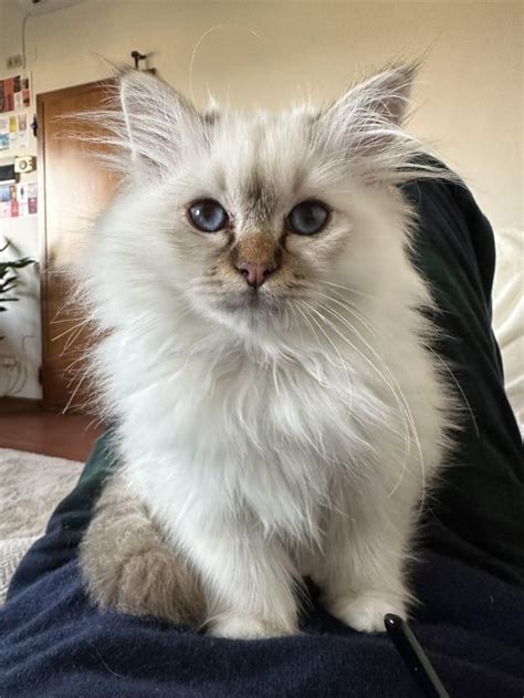 Zephyros My New Buddy Oc Raww