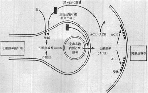 图5～8 乙酰胆碱能神经纤维作用示意图 功能组织学与胚胎学