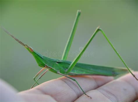 Grasshopper Stock Image Image Of Green Grasshopper 117988061