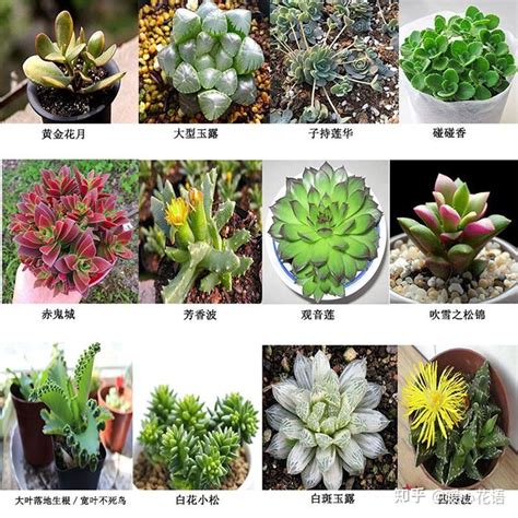 多肉控必看，324种多肉植物图文欣赏 知乎