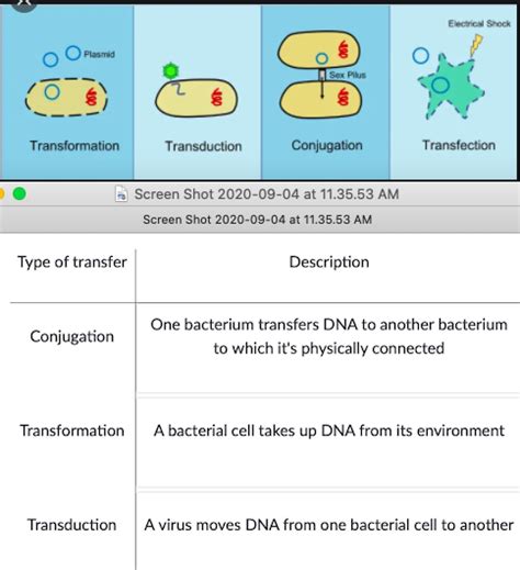 Transcription Methods Transformation Transduction Conjugation