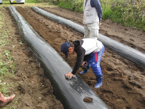 羽月っこのつぶやき 野菜の植え付け