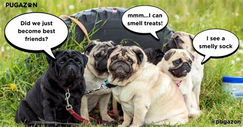 Evolution Of Pugs From Ancient Origins To Modern Companions
