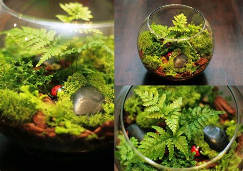 Is It Worth Building A Lady Bug Terrarium R Entomology