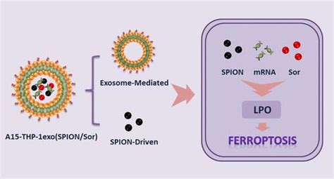 磁性纳米颗粒驱动和外泌体介导的智能靶向纳米囊泡诱导铁死亡以克服乳腺癌 Acs Applied Nano Materials X Mol