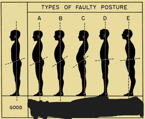 Kinesiology Posture Functional Movement Patterns And Lifting Techniques Flashcards Quizlet