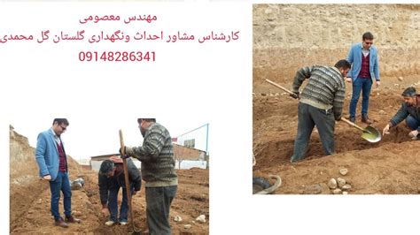 گلستان گل محمدی مهندس یوسف معصومی،فروش نهال گل محمدی اصلاح شده بدون خار