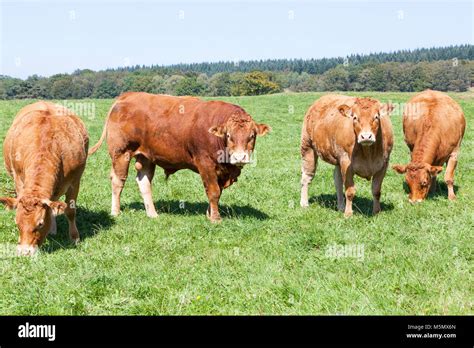 Limousin Beef Bull And Cows Cattle Herd Grazing In A Green Grassy