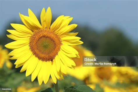 노란색 파란색 색상 노란 해바라기가 닫힙니다 배경을위한 해바라기가있는 농업 분야 완벽한 벽지 우크라이나의 색상 맑고 푸른 하늘