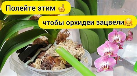 Этот ПОЛИВ орхидей ДЛЯ ЦВЕТЕНИЯ ОРХИДЕИ работает безотказно // КАЛИЙ ...