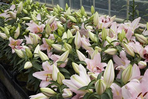 Smart Romance Gav Verdegaal