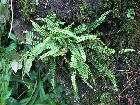 Asplenium Scandicinum Ferns And Lycophytes Of The World