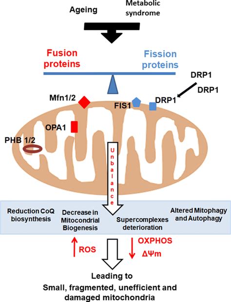 Importance Of The Equilibrium In Mitochondrial Dynamics Mitochondria