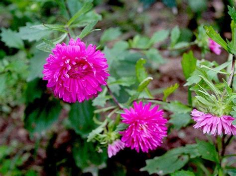 翠菊种植后发生病虫害怎么办冬季可以种植吗 花海建设 长景园林网
