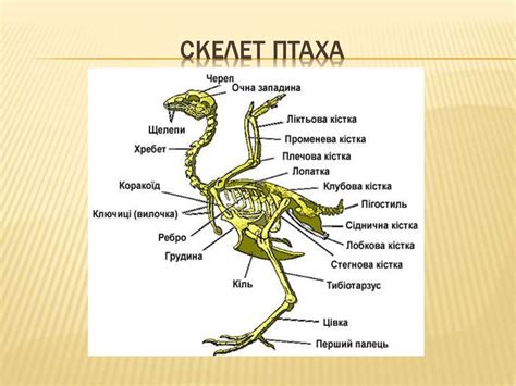 Опорно рухова система хордових тварин презентация онлайн