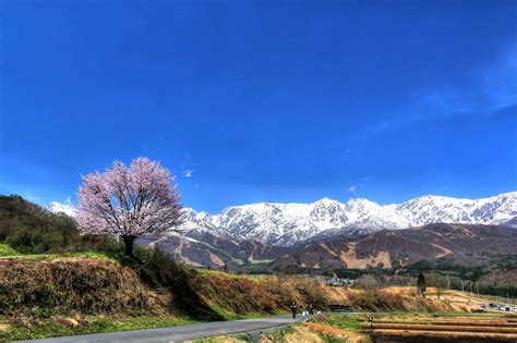 野平の一本桜 by くろふね ID5547991 写真共有サイト PHOTOHITO