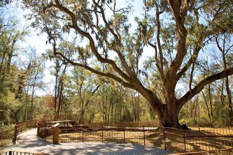 10 Best Things To Do In Daphne Al For 2025
