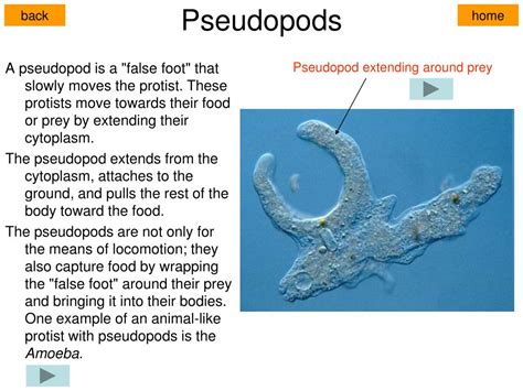 Ppt Start Powerpoint Presentation Free Download Id 4859942