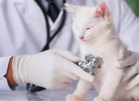 如何判断猫咪是否有寄生虫呢？ 知乎