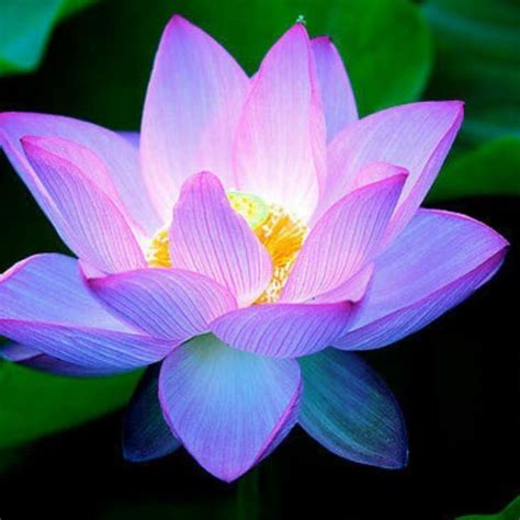 Harga Per Biji Termurah Benih Bibit Biji Bunga Teratai Lotus Lazada Indonesia