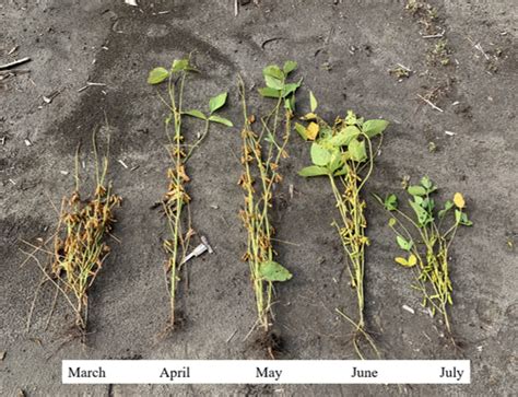 How Does Soybean Planting Date Impact Plant Height And Soybean Yield