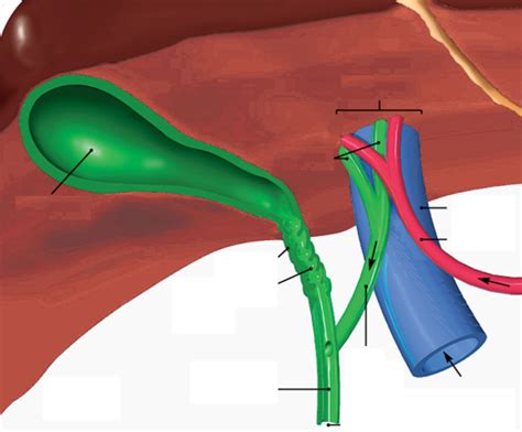 Diagram Of Structures Of The Porta Hepatis Quizlet