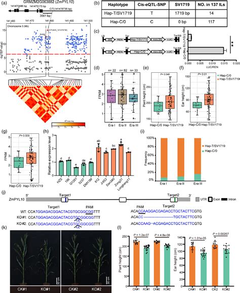 Gene Expression And Expression Quantitative Trait Loci Analyses Uncover Natural Variations