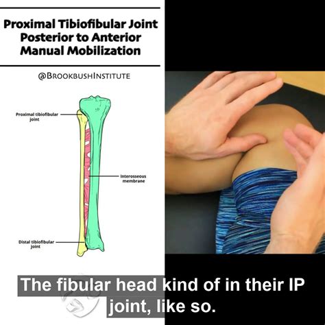 Proximal And Distal Tibiofibular Joint