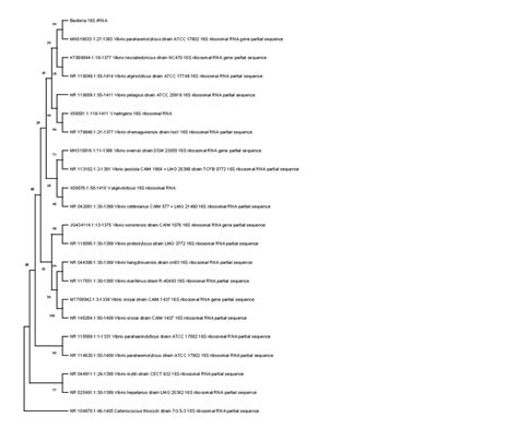 Phylotree Bacteria Bootstrap Bacteria 16s Rrna Mn519533 27 1383 Vibrio Parahaemolyticus Strain