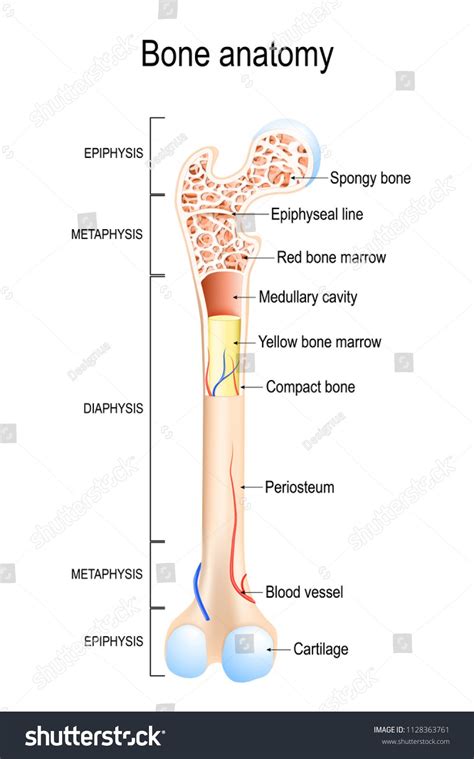 bone anatomy structure long bone vector stock vector royalty free