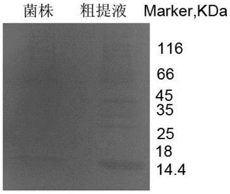 一种分离纯化重组LEA蛋白的方法及试剂盒与流程