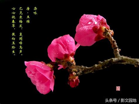 中國詩詞大會 飛花令 梅四 每日頭條