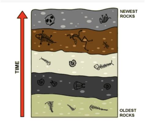 Biology Test Evolution Flashcards Quizlet