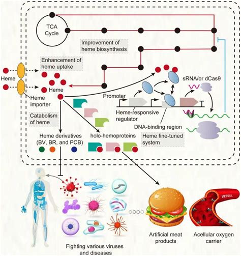 科学网—中国学者团队综述：血红素的生物合成等方面的最新突破和进展 Taylor And Francis 学术服务的博文