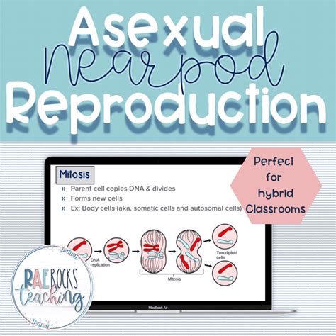 Asexual Reproduction Archives Rae Rocks Teaching