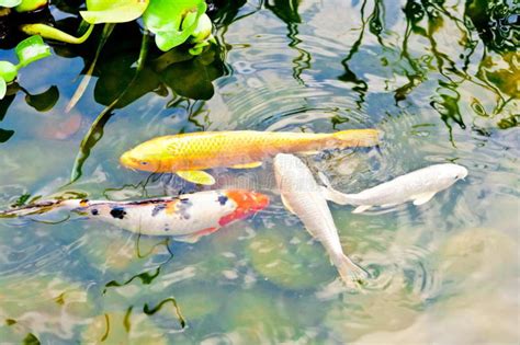 安静的高清图片 水中的鱼 水中的鱼图片免费下载 5104661513 千图网pro