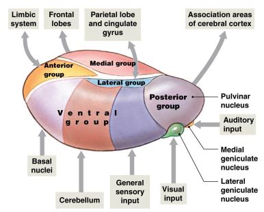 Lecture Structure Function II Flashcards Quizlet