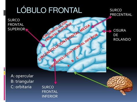 Surcos Y Circunvoluciones