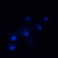 Yeast DAPI Staining