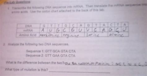 solved pie lab questions 1 transcribe the following dna sequence into